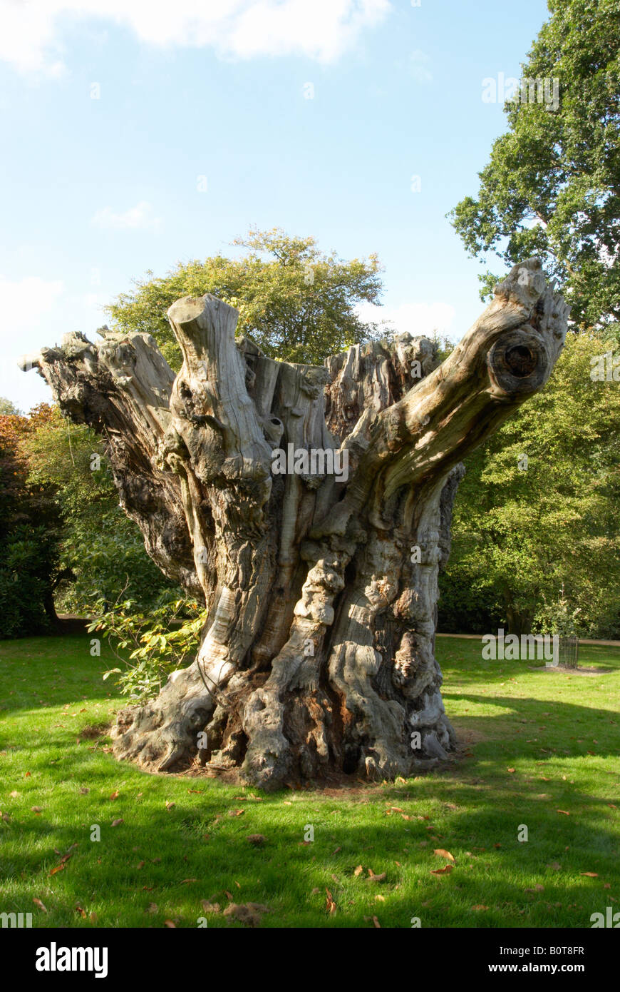 Oak Tree stump, Sheffield Park Stock Photo - Alamy