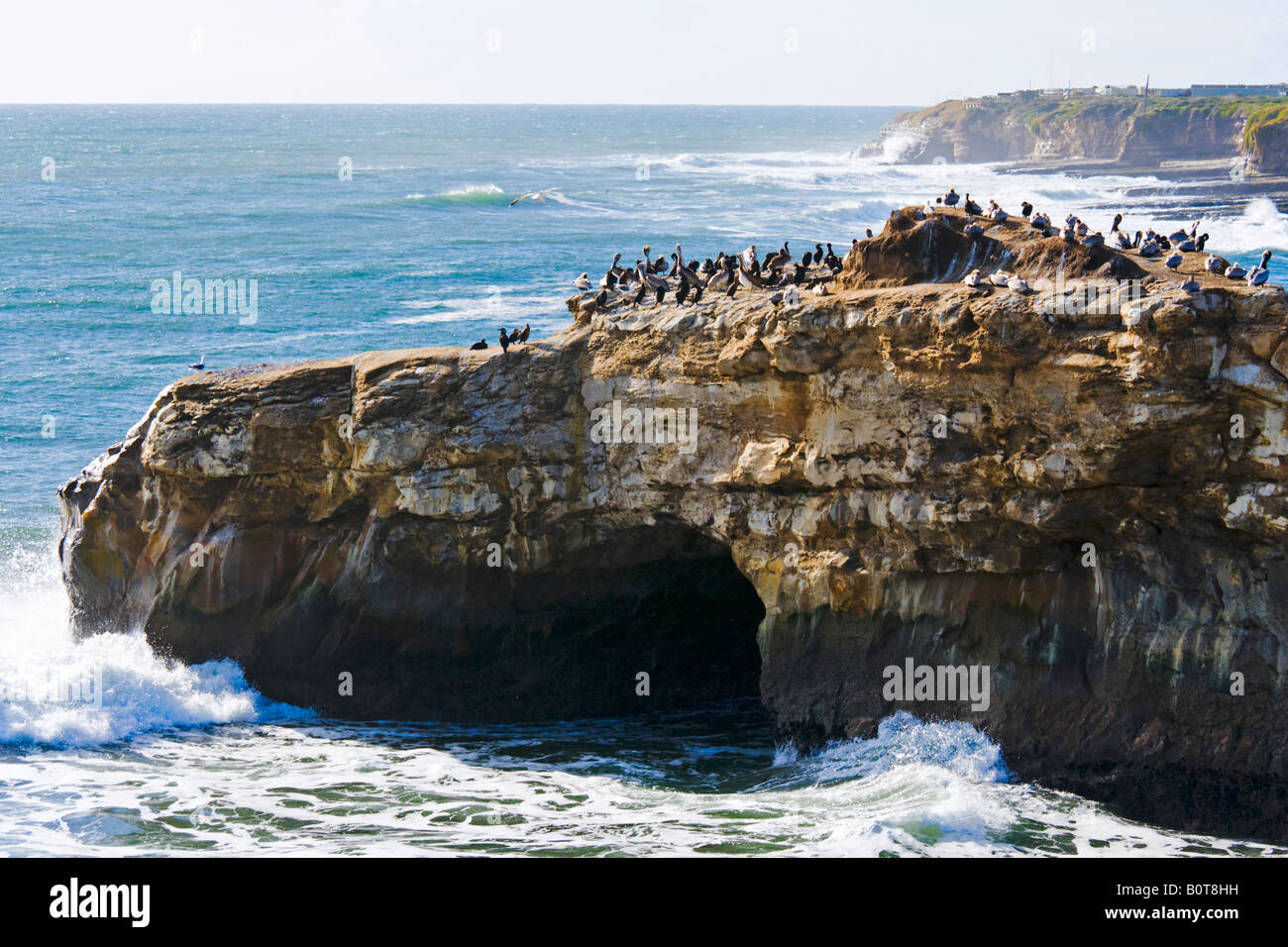 Rock birds hi-res stock photography and images - Alamy