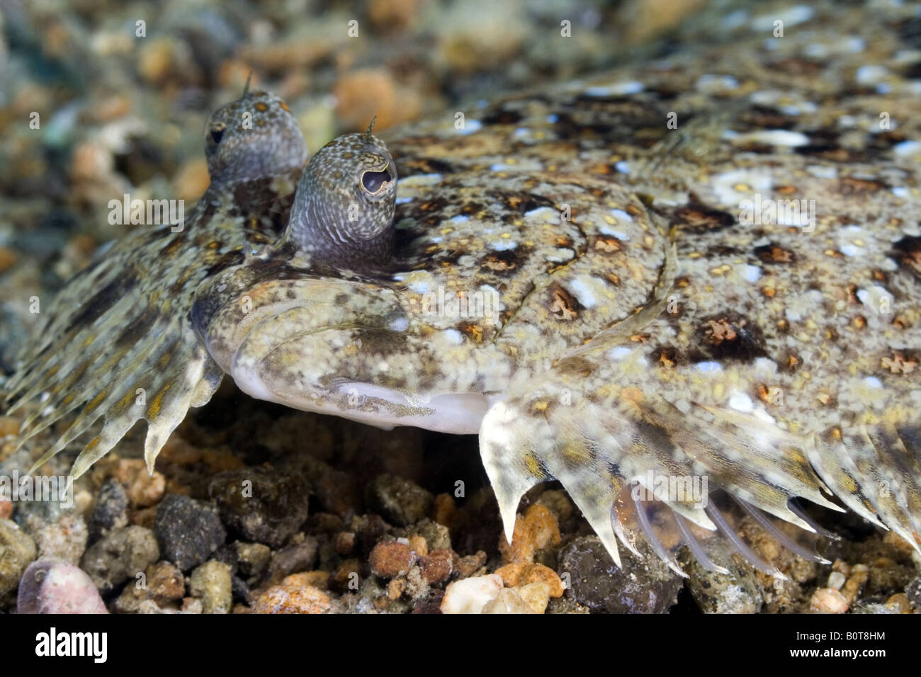 Portrait marine life fish hi-res stock photography and images - Alamy
