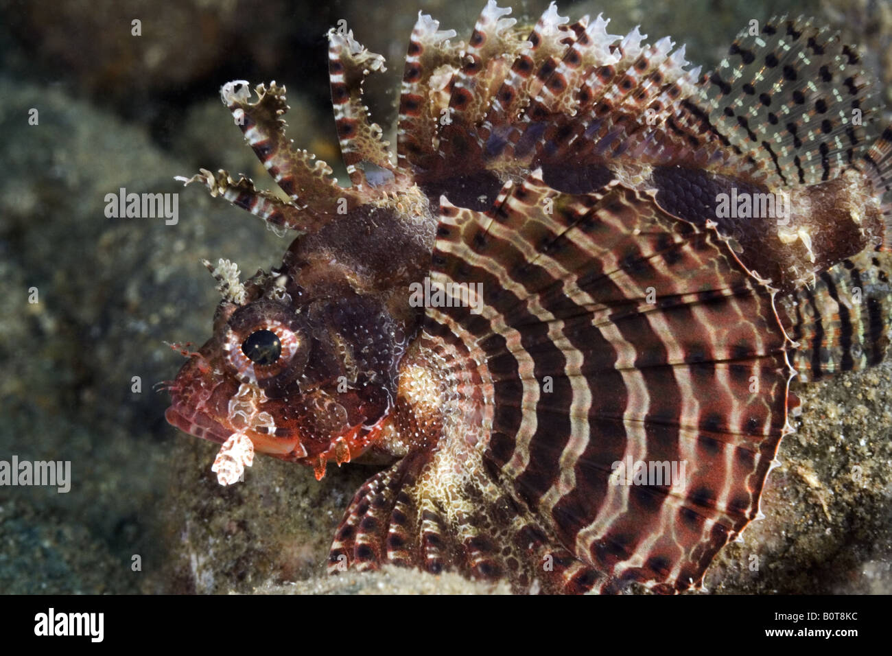 Dwarf lionfish under water Stock Photo - Alamy