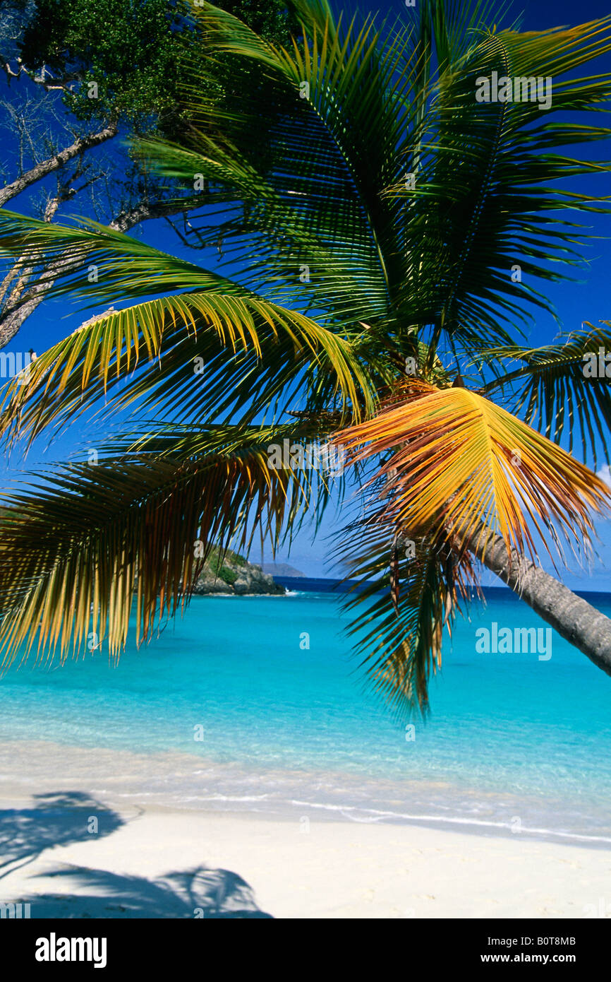 Palm Tree on Trunk Beach Saint John US Virgin Islands Stock Photo - Alamy
