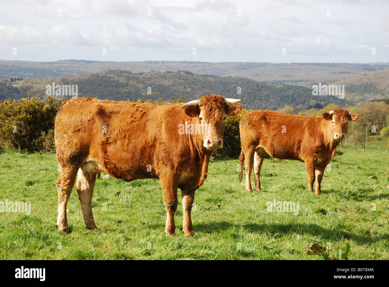 two red cows in Brittany fields cattle farming Stock Photo - Alamy