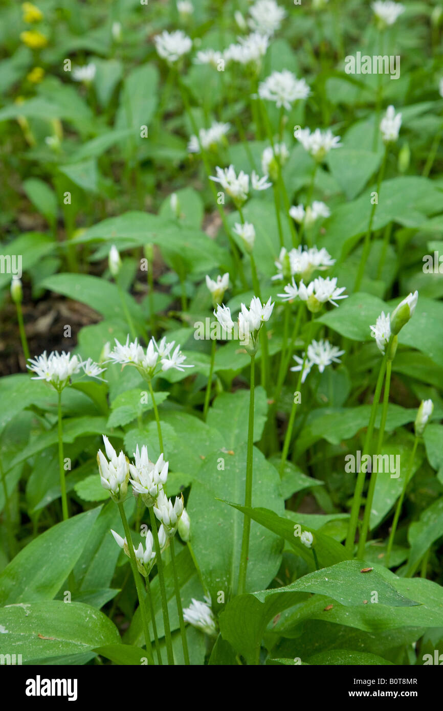 Closeup of flowering Ramsons at springtime Stock Photo - Alamy