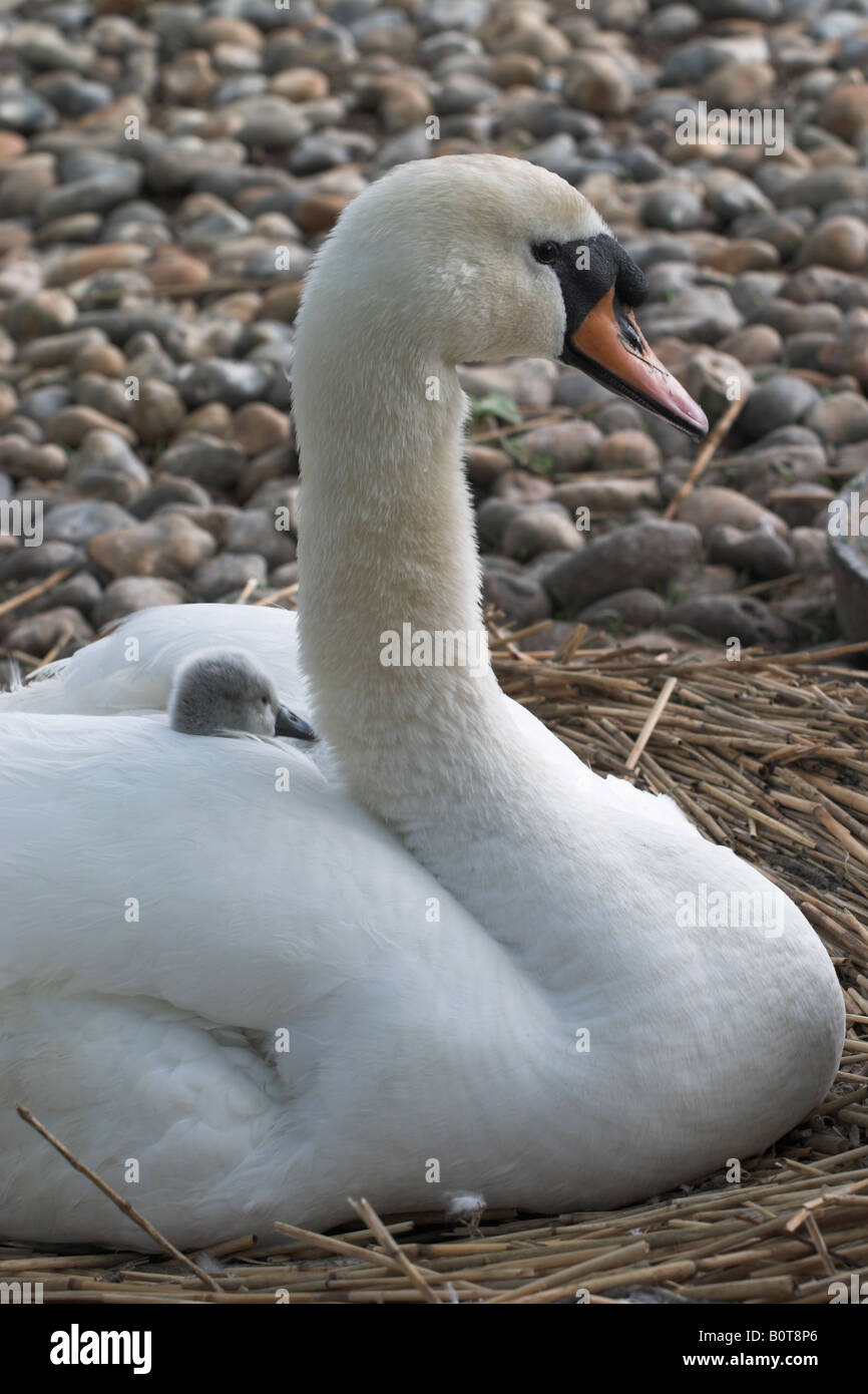 Swan with cygnet on its back.at Abbotsbury Swannery Stock Photo - Alamy