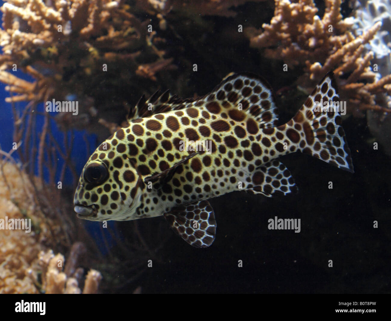 Fish is life hi-res stock photography and images - Alamy