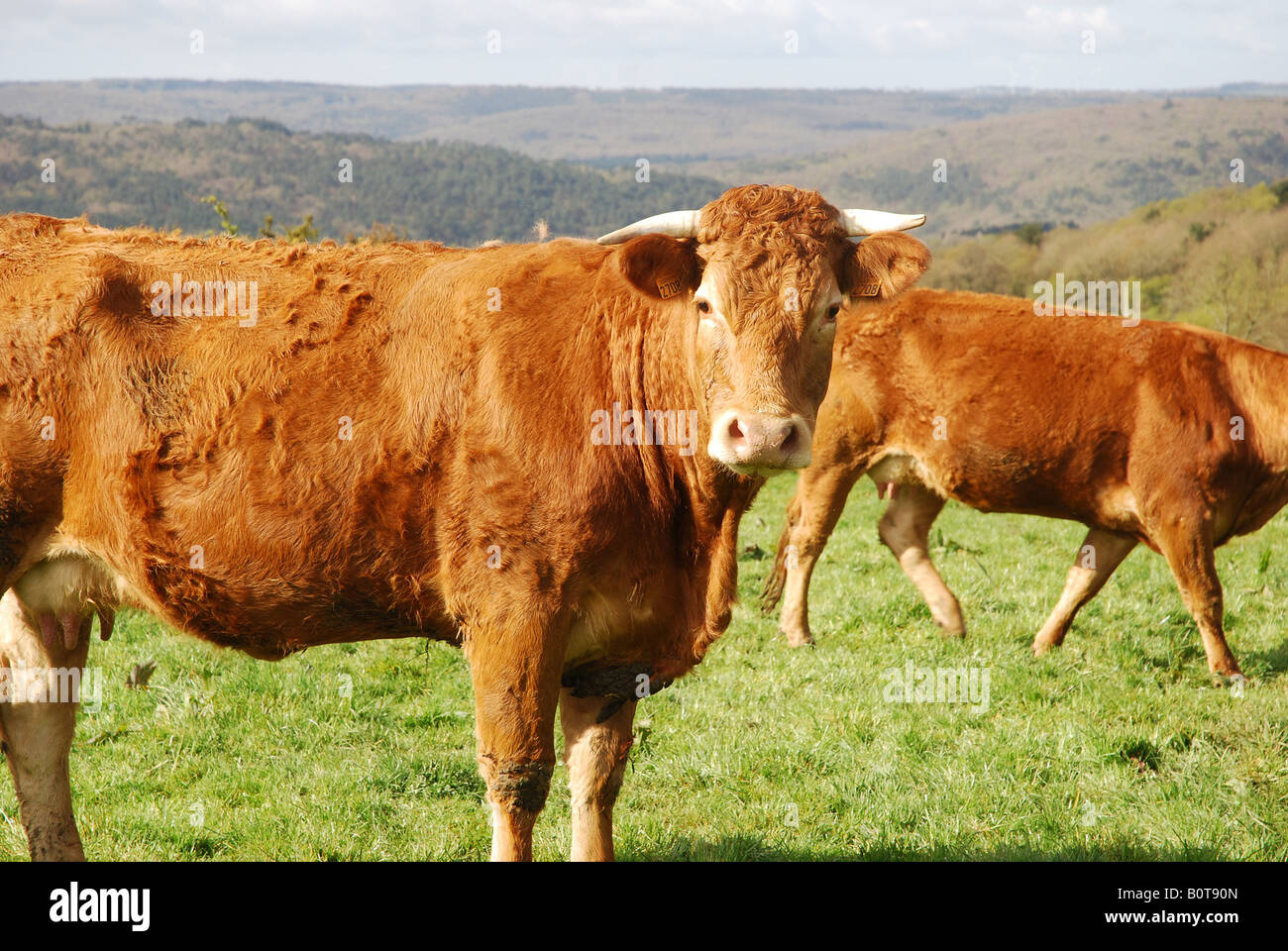 two red cows in Brittany fields cattle farming Stock Photo - Alamy