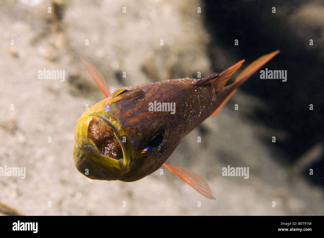 Cardinalfish with a mouth full of eggs swimming over the coral reef ...
