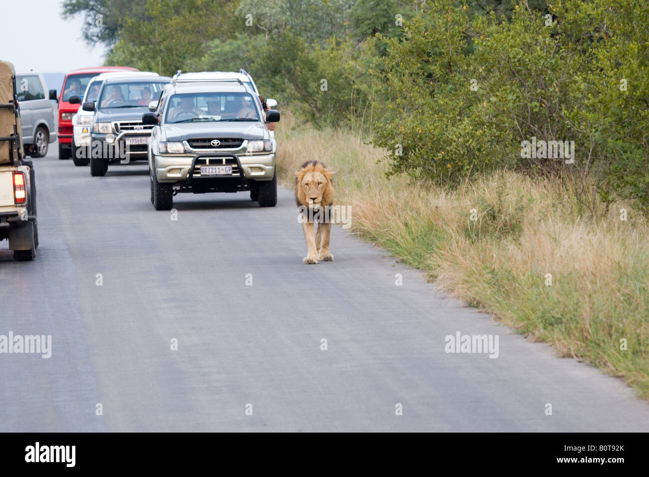 Lion road hi-res stock photography and images - Alamy
