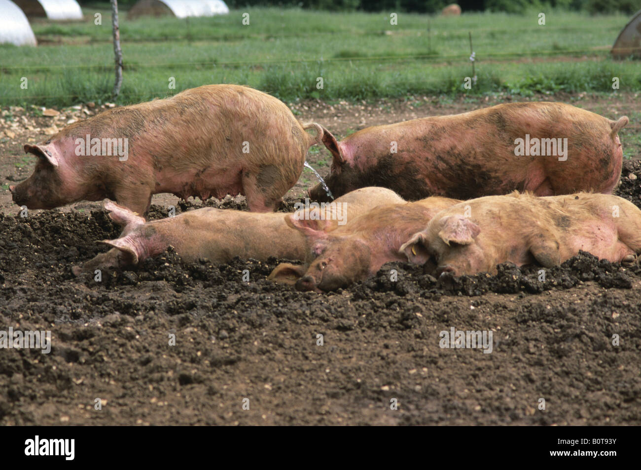 A group of pigs stand and sleep in a muddy sty Stock Photo - Alamy