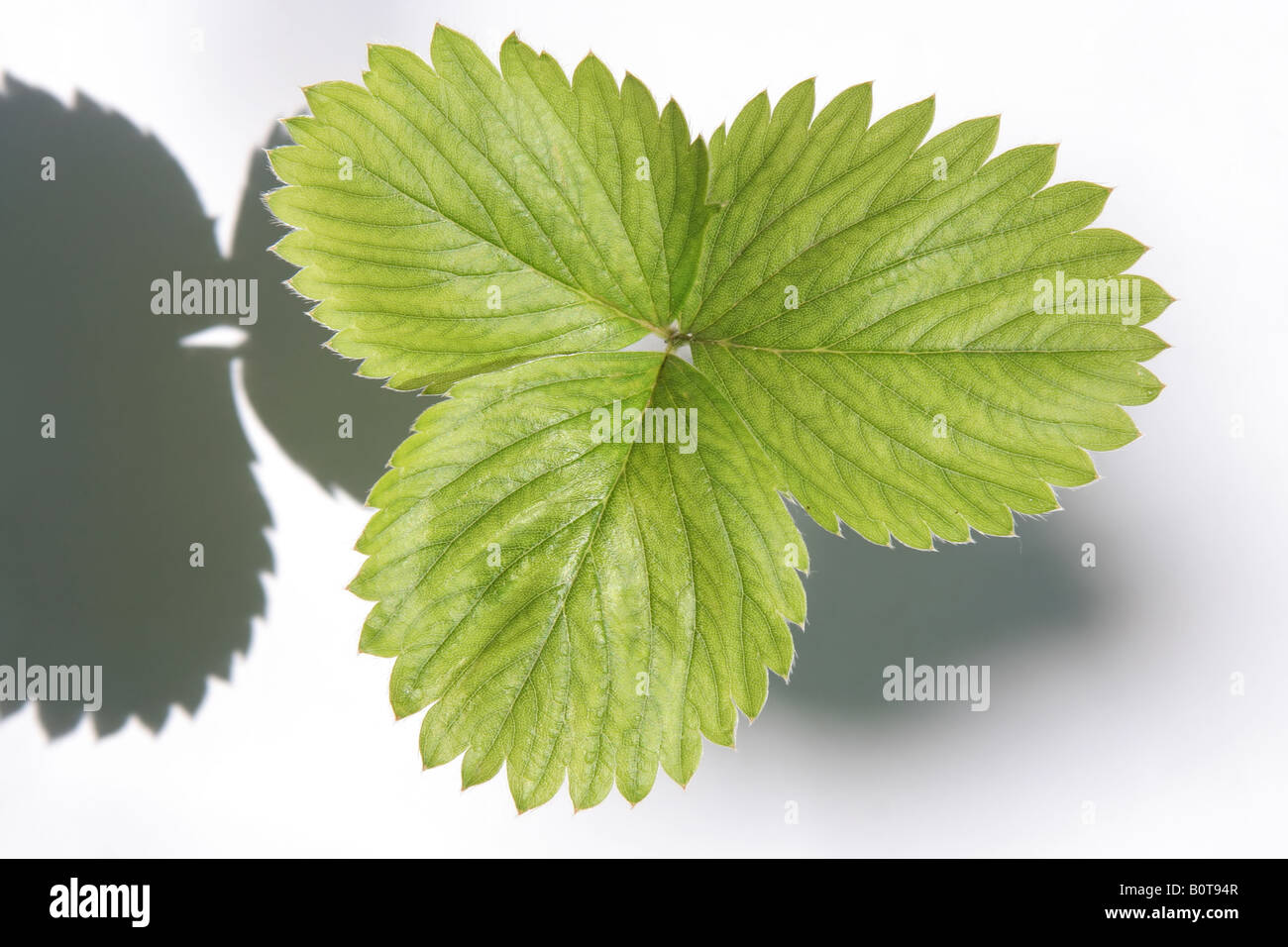 strawberry leave green isolated on white background Stock Photo - Alamy