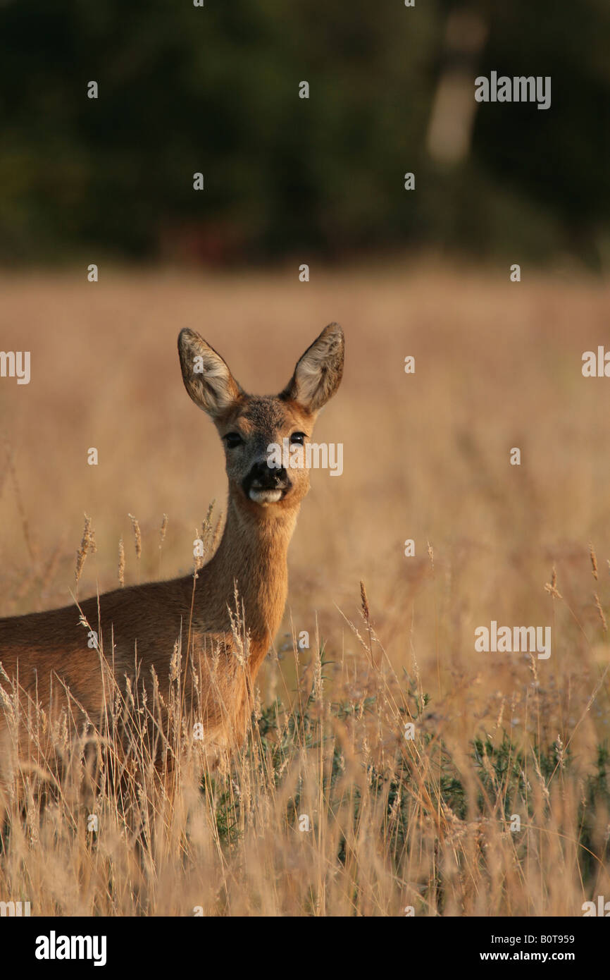 Thetford forest deer hi-res stock photography and images - Alamy