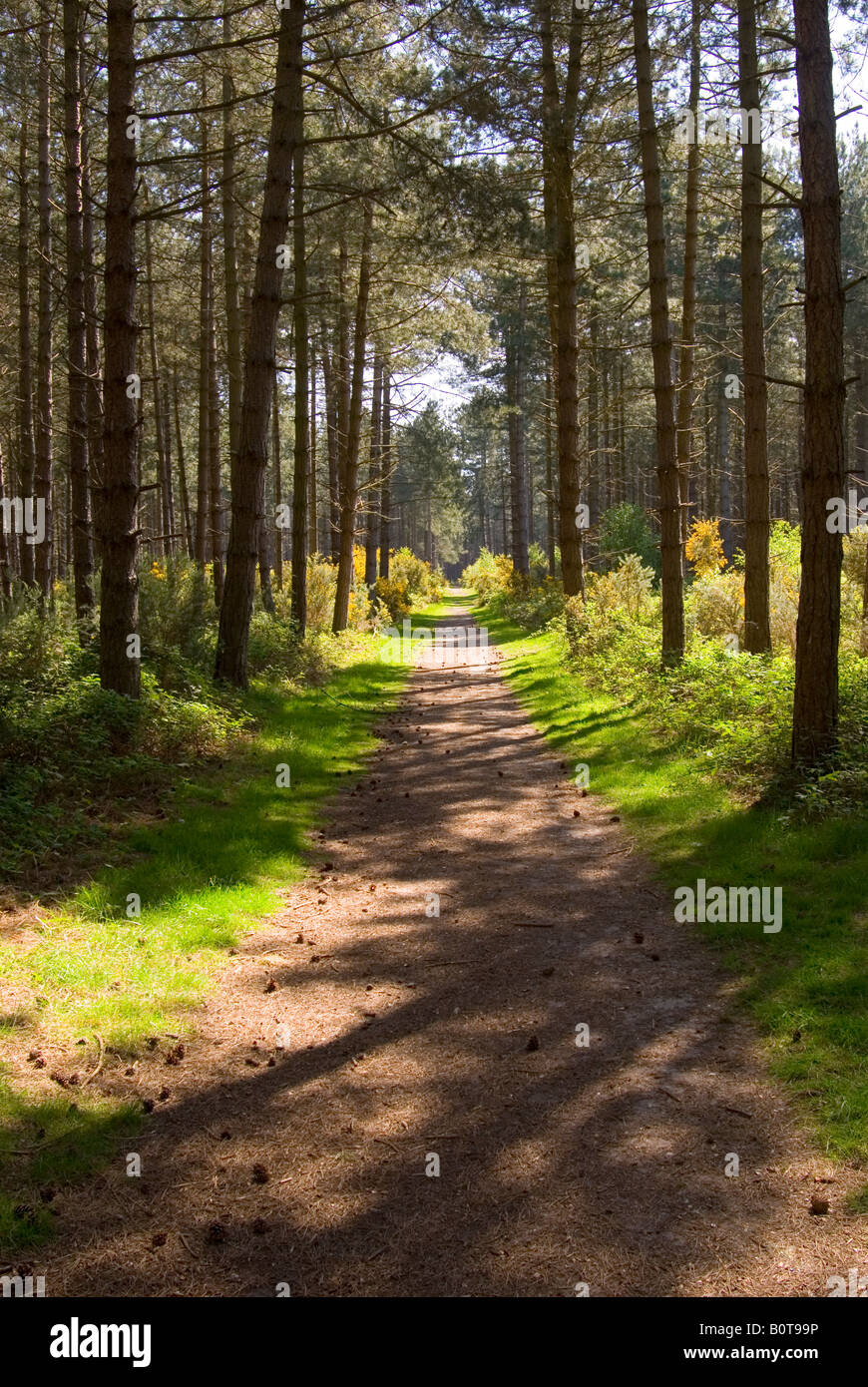 Thetford forest hi-res stock photography and images - Alamy