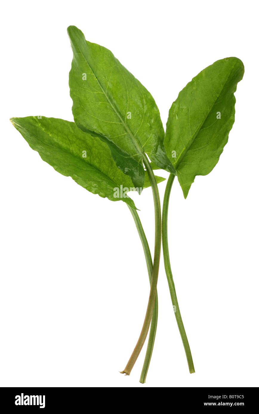 Fresh rumex vegetable isolated on white background Stock Photo - Alamy