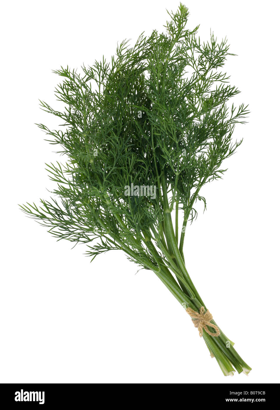 Green fennel bunch isolated on white background Stock Photo - Alamy