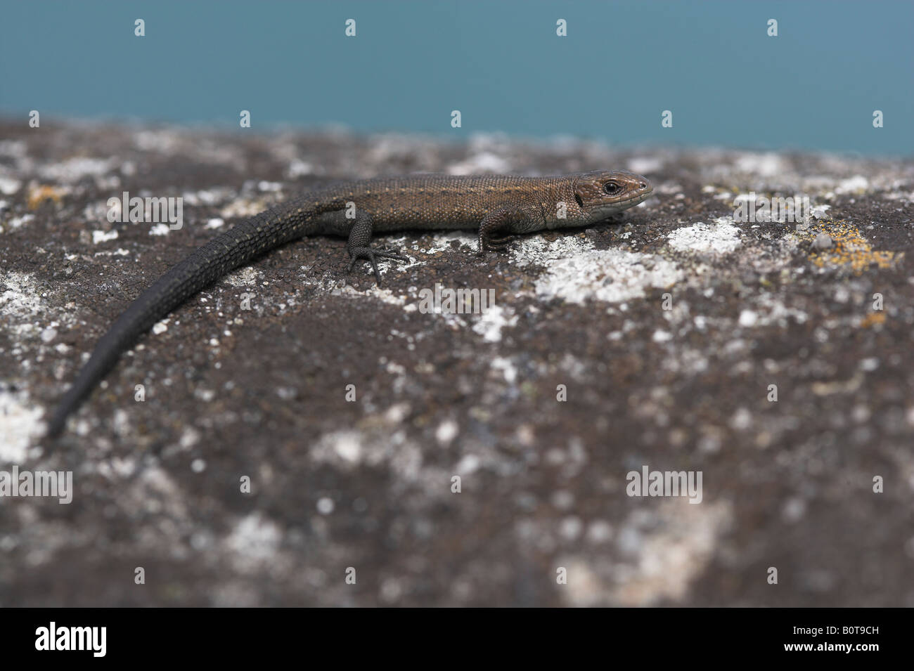 Common lizards uk hi-res stock photography and images - Alamy