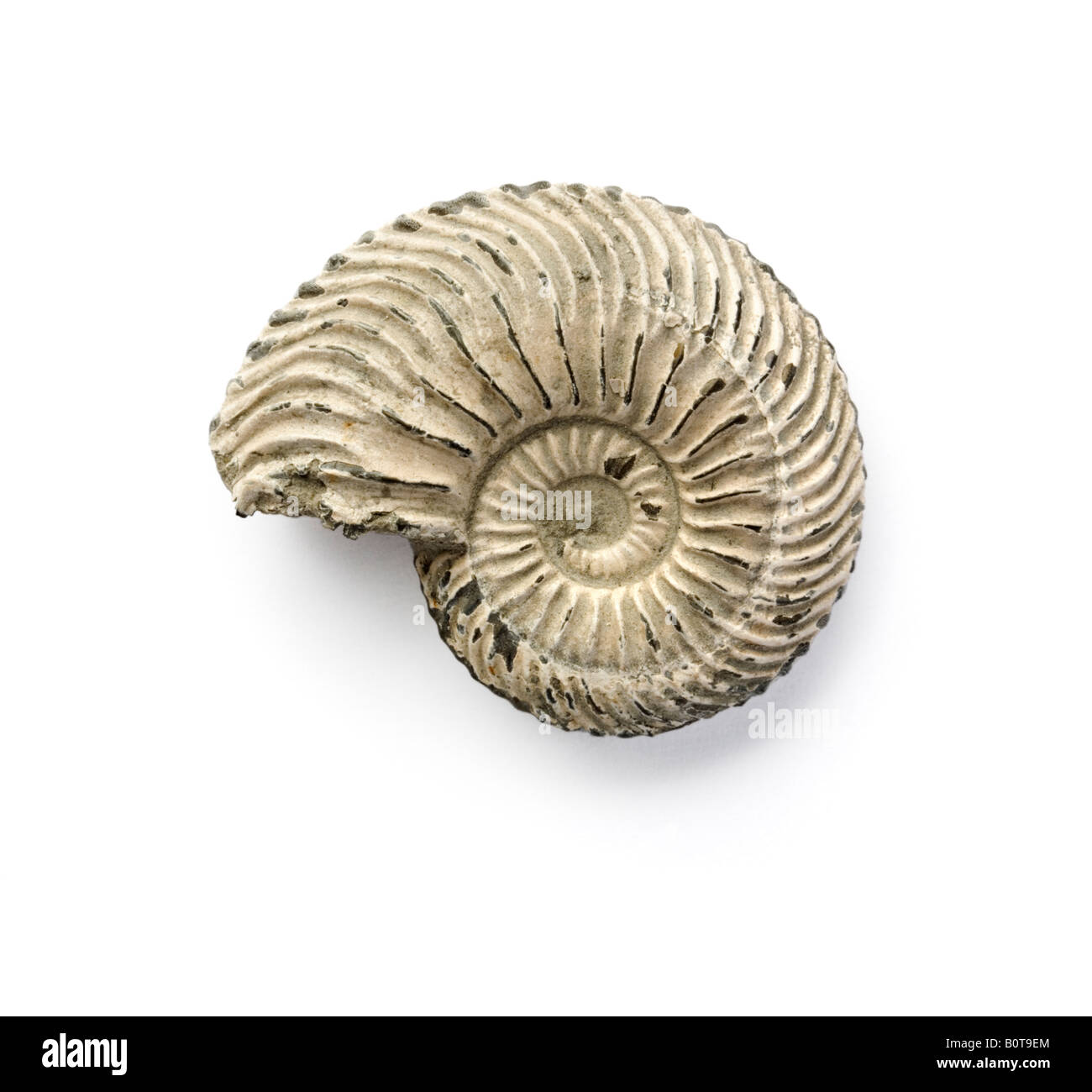 Ammonite hi-res stock photography and images - Alamy