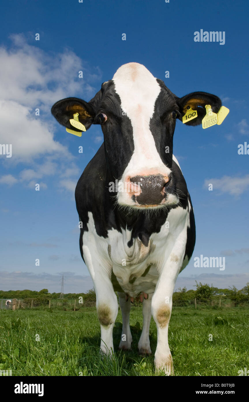 Herd of holstein milking cows in field Cumbria England Stock Photo - Alamy