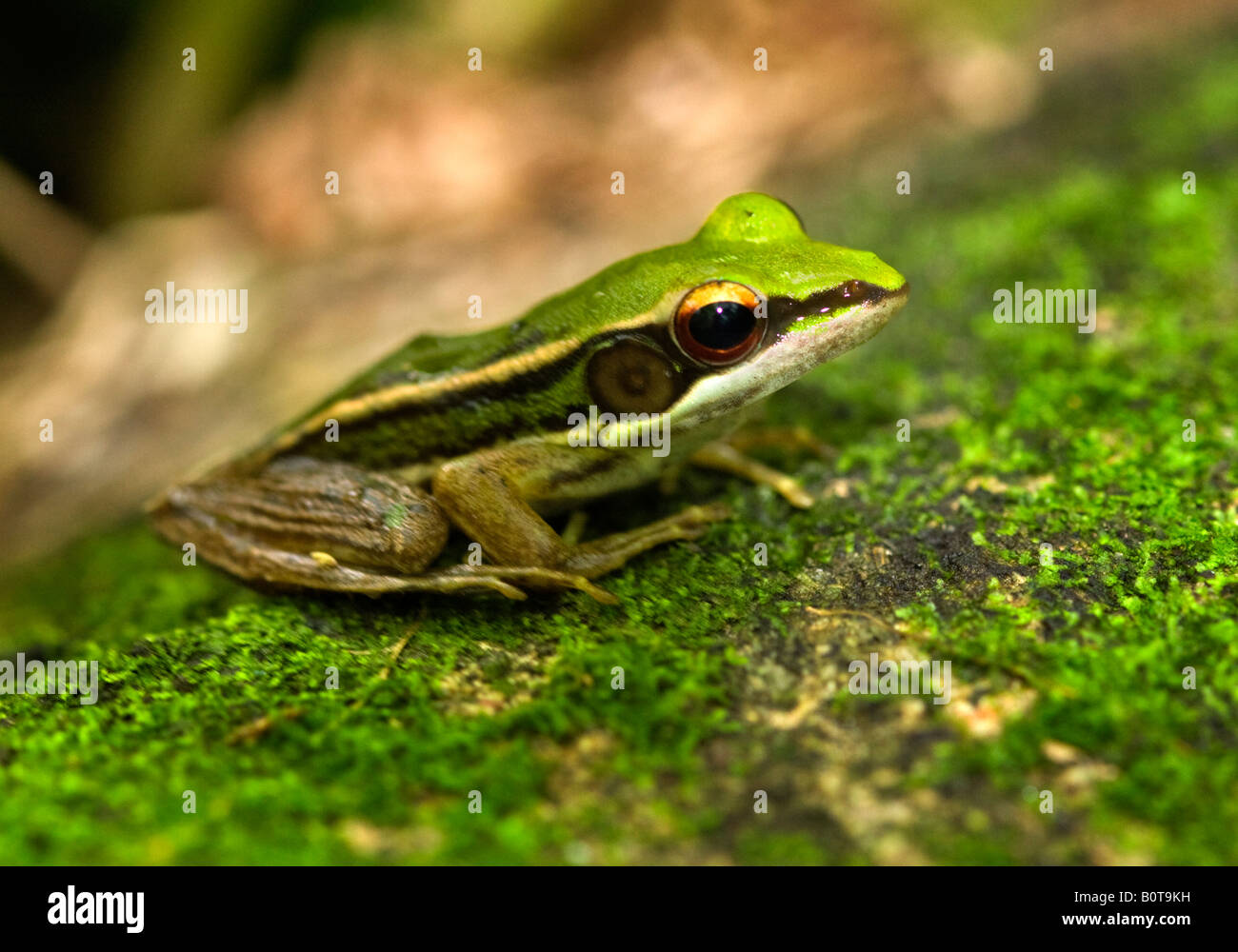 Green paddy frog hi-res stock photography and images - Alamy