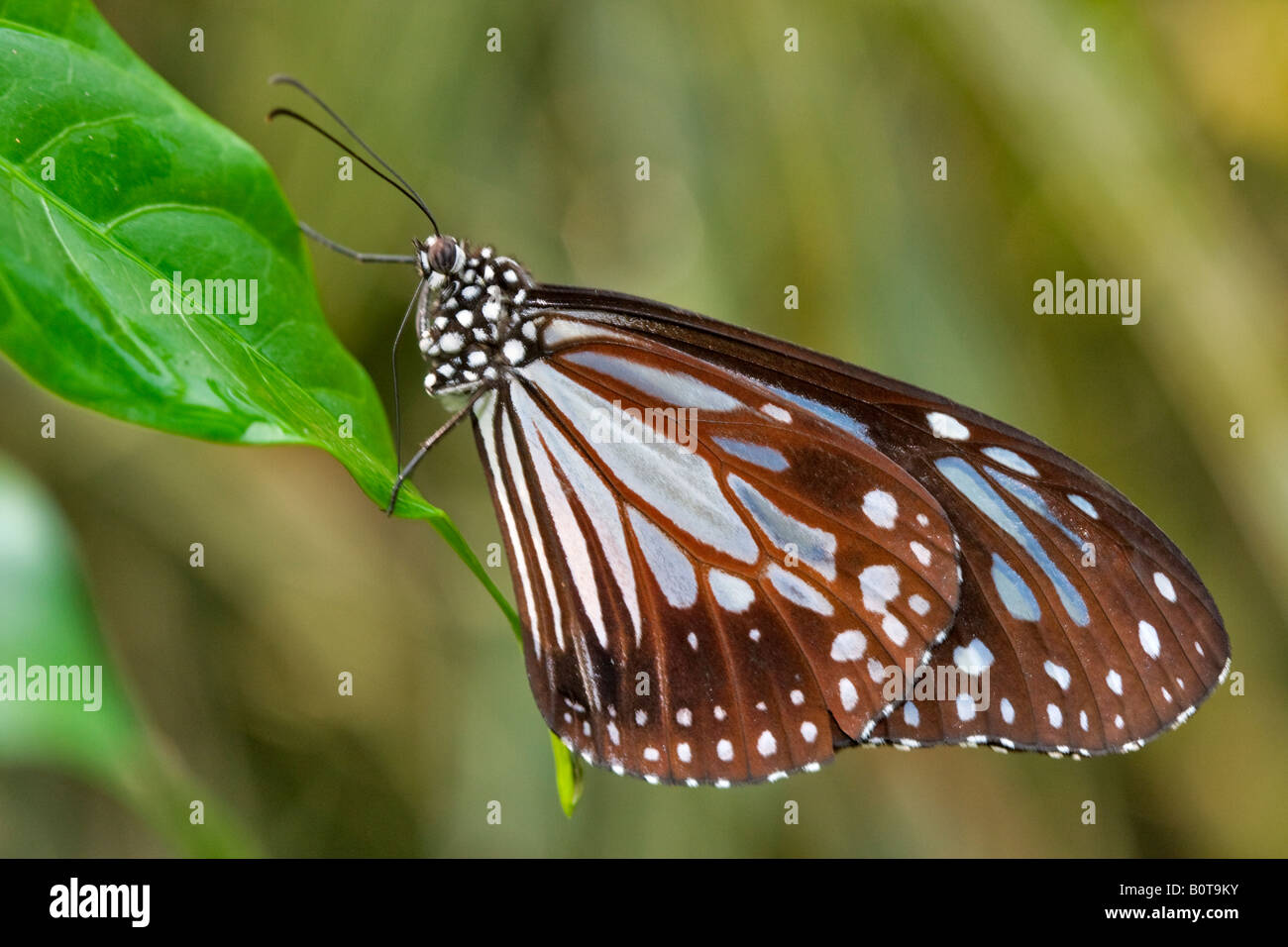 Dark Glassy Tiger Parantica agleoides agleoides Stock Photo - Alamy