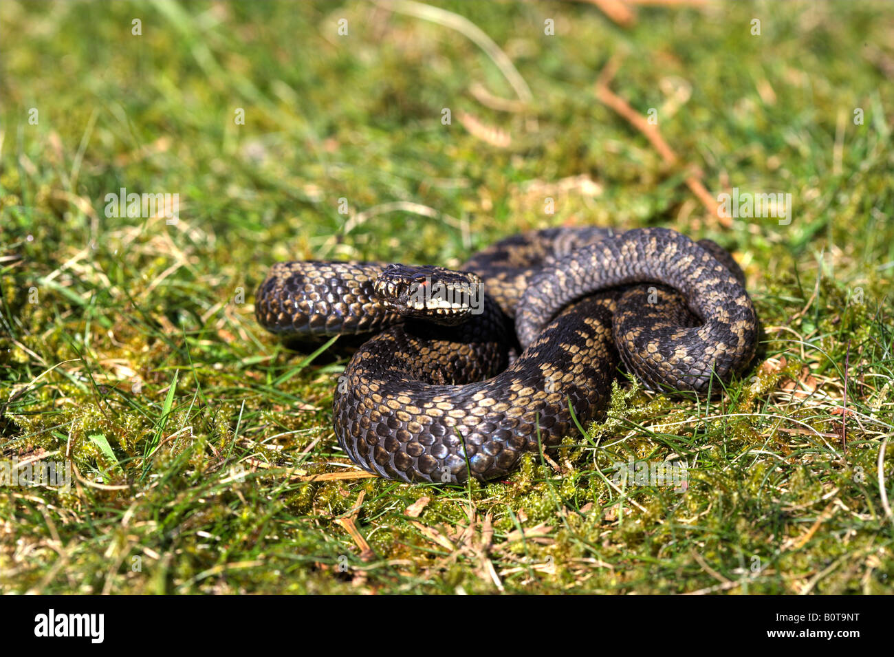 COMMON ADDER Vipera berus berus Stock Photo - Alamy