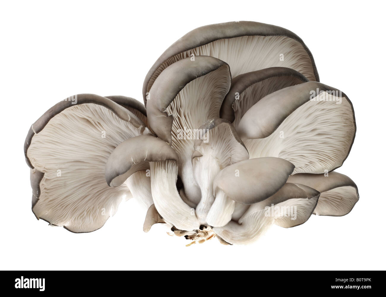 Gray pleurotus mushroom isolated on white background Stock Photo - Alamy
