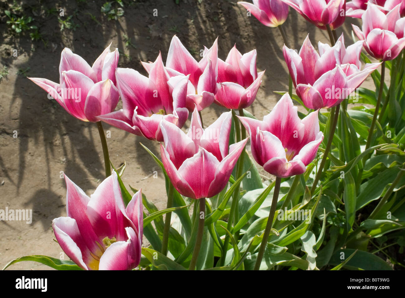Pointed Petals High Resolution Stock Photography and Images - Alamy