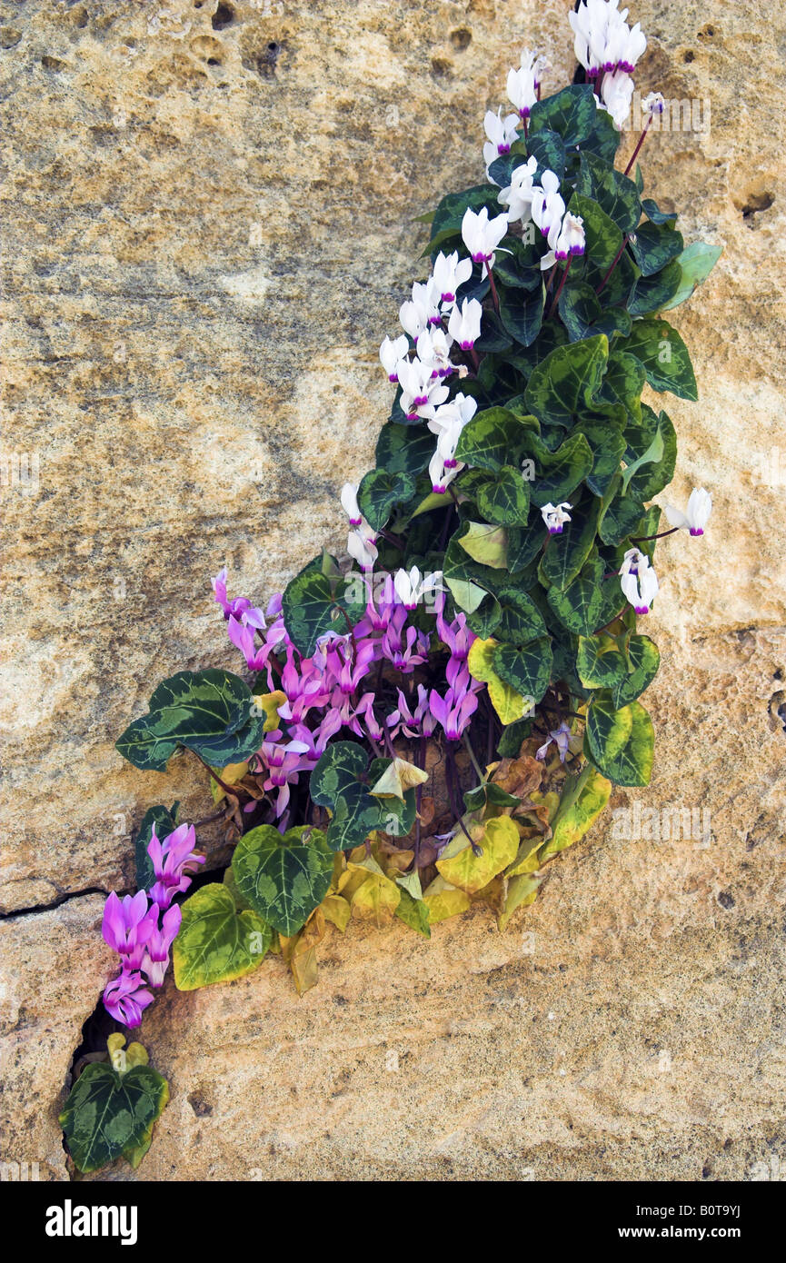 Spring flowers in cyprus hi-res stock photography and images - Alamy