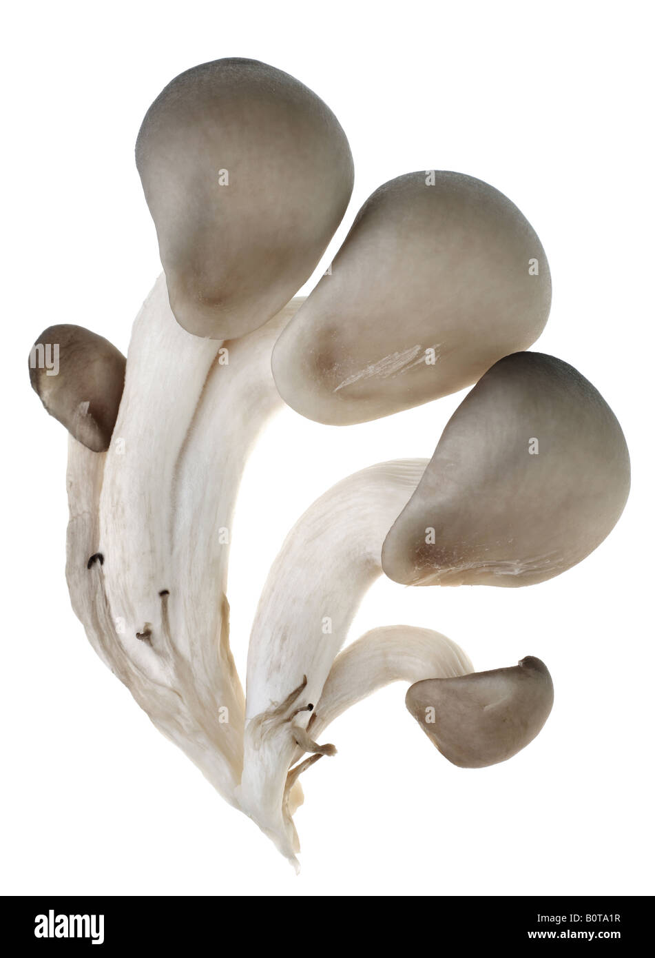 Gray pleurotus mushroom isolated on white background Stock Photo - Alamy