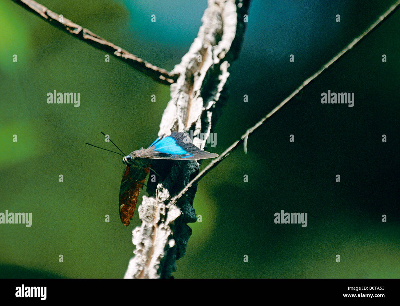 Morpho Butterfly, Amazon, Brazil, South America Stock Photo - Alamy