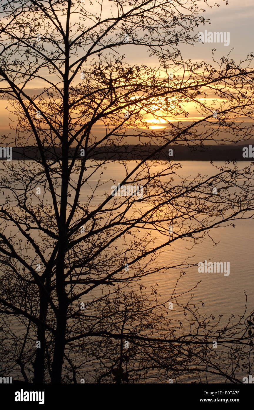 Pacific northwest tree hi-res stock photography and images - Alamy