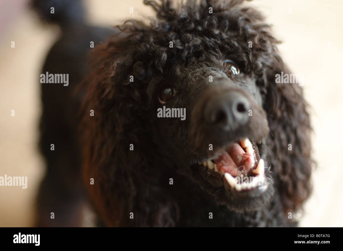 Are Standard Poodles Mouthy