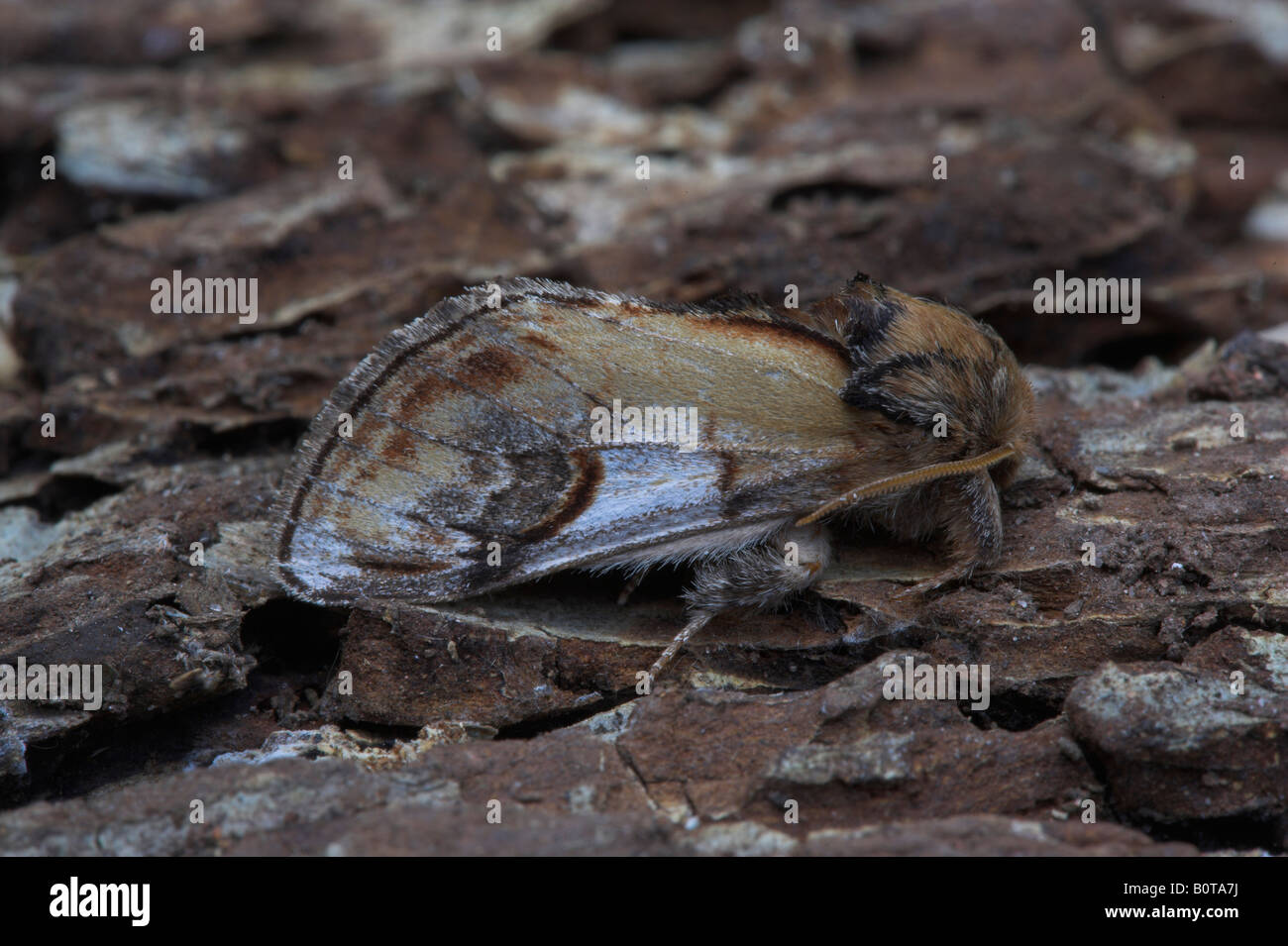 Pebble prominent moth Eligmodonata ziczac Stock Photo - Alamy