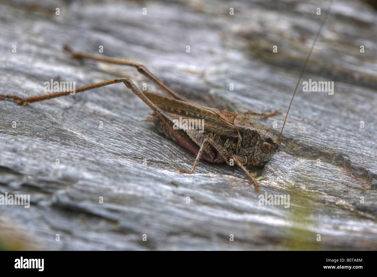 Uk bush cricket hi-res stock photography and images - Alamy