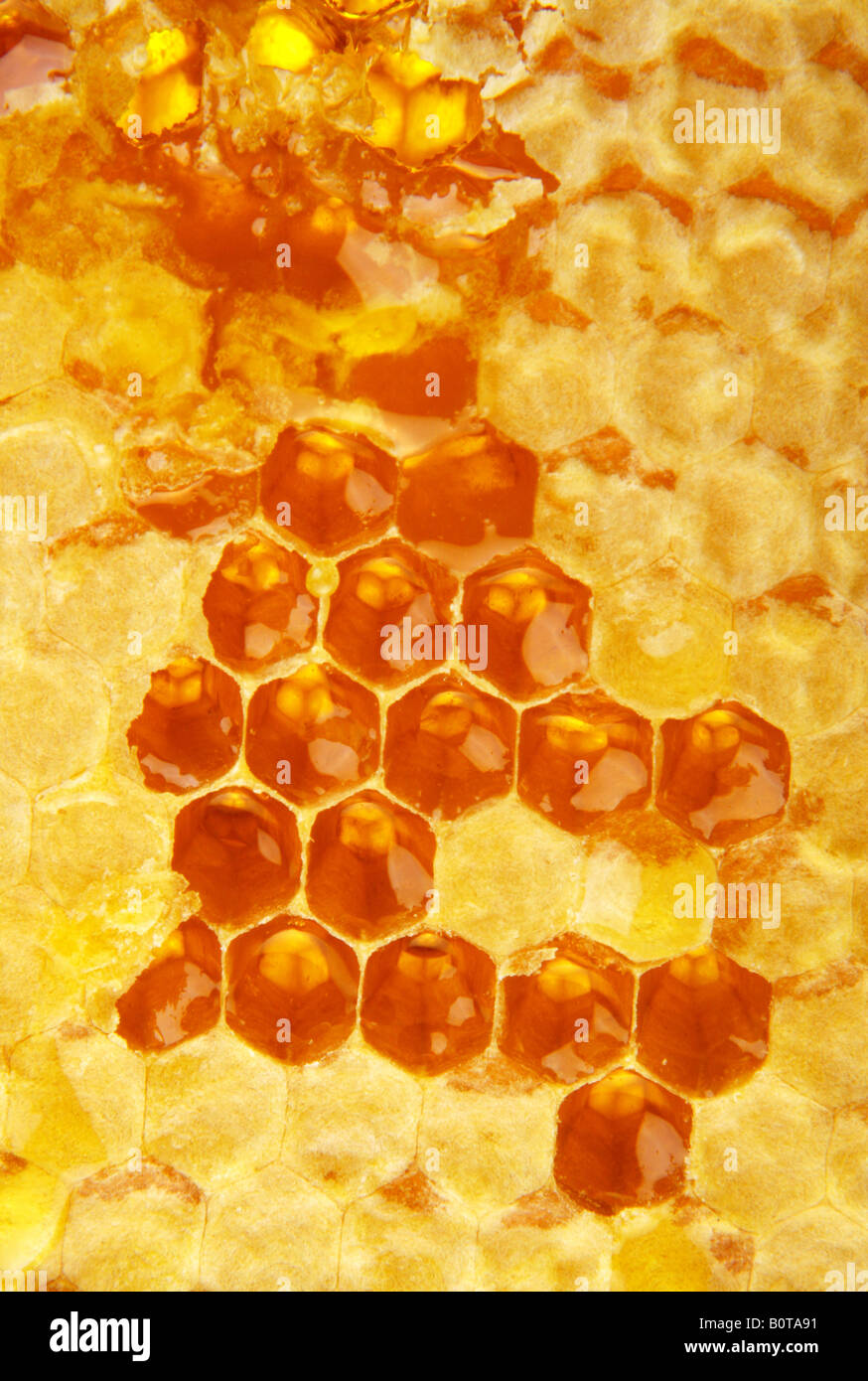 Yellow honeycomb wax cell detail texture background Stock Photo - Alamy