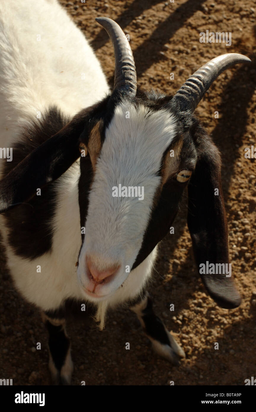 Portrait of a pet goat Stock Photo - Alamy