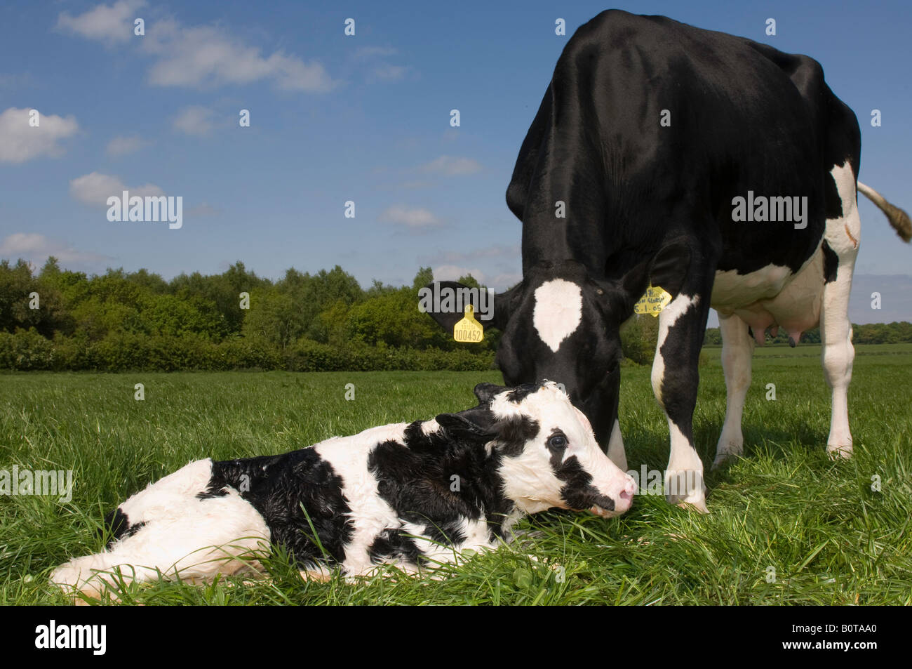 Holstein Calf Cattle Cow High Resolution Stock Photography and Images ...