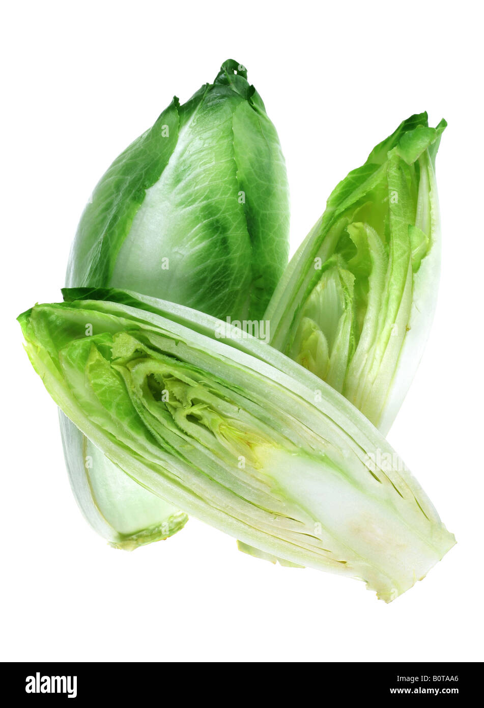 Chicory green vegetable isolated on white background Stock Photo - Alamy