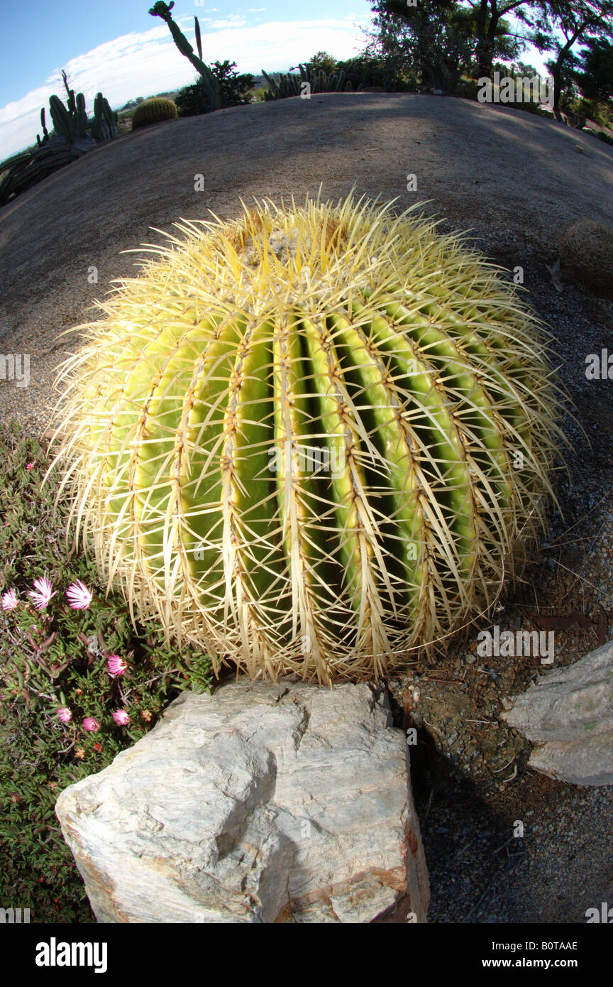 Round cactus with spines in desert Stock Photo - Alamy