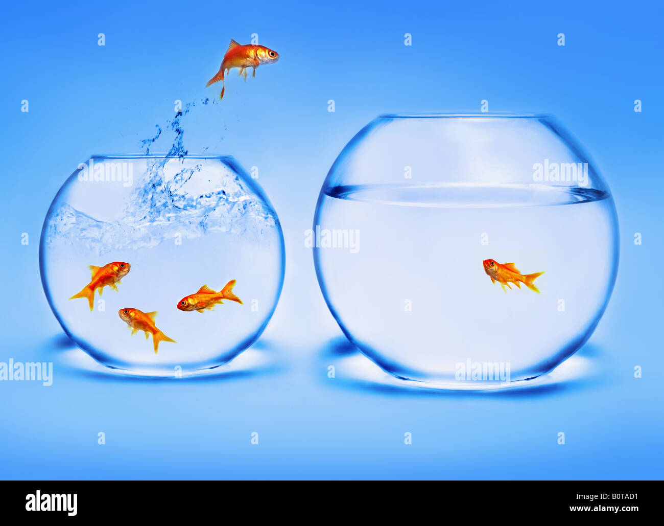 goldfish jumping out of the water Stock Photo - Alamy