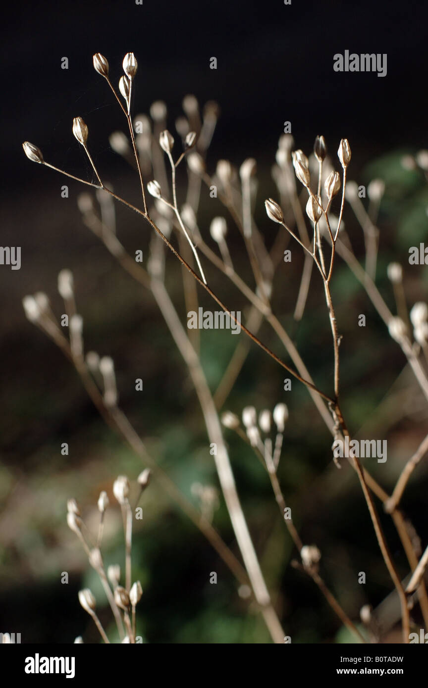 Brown plants hi-res stock photography and images - Alamy