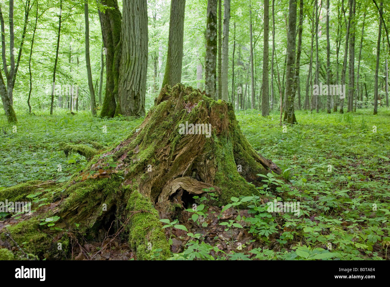 Almost declined tree stump moss wrapped Stock Photo - Alamy