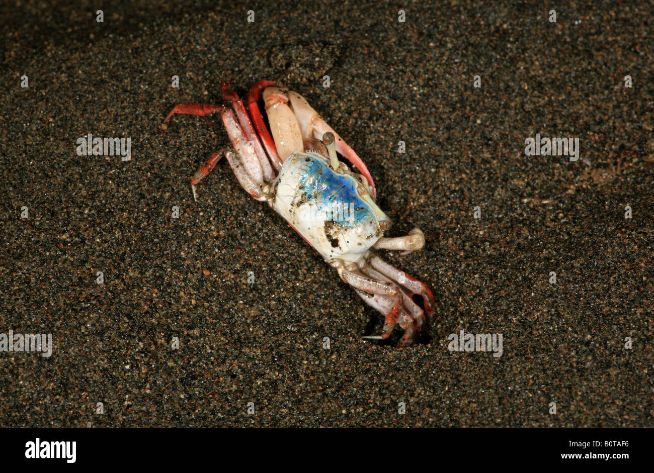 Crab beach panama hi-res stock photography and images - Alamy