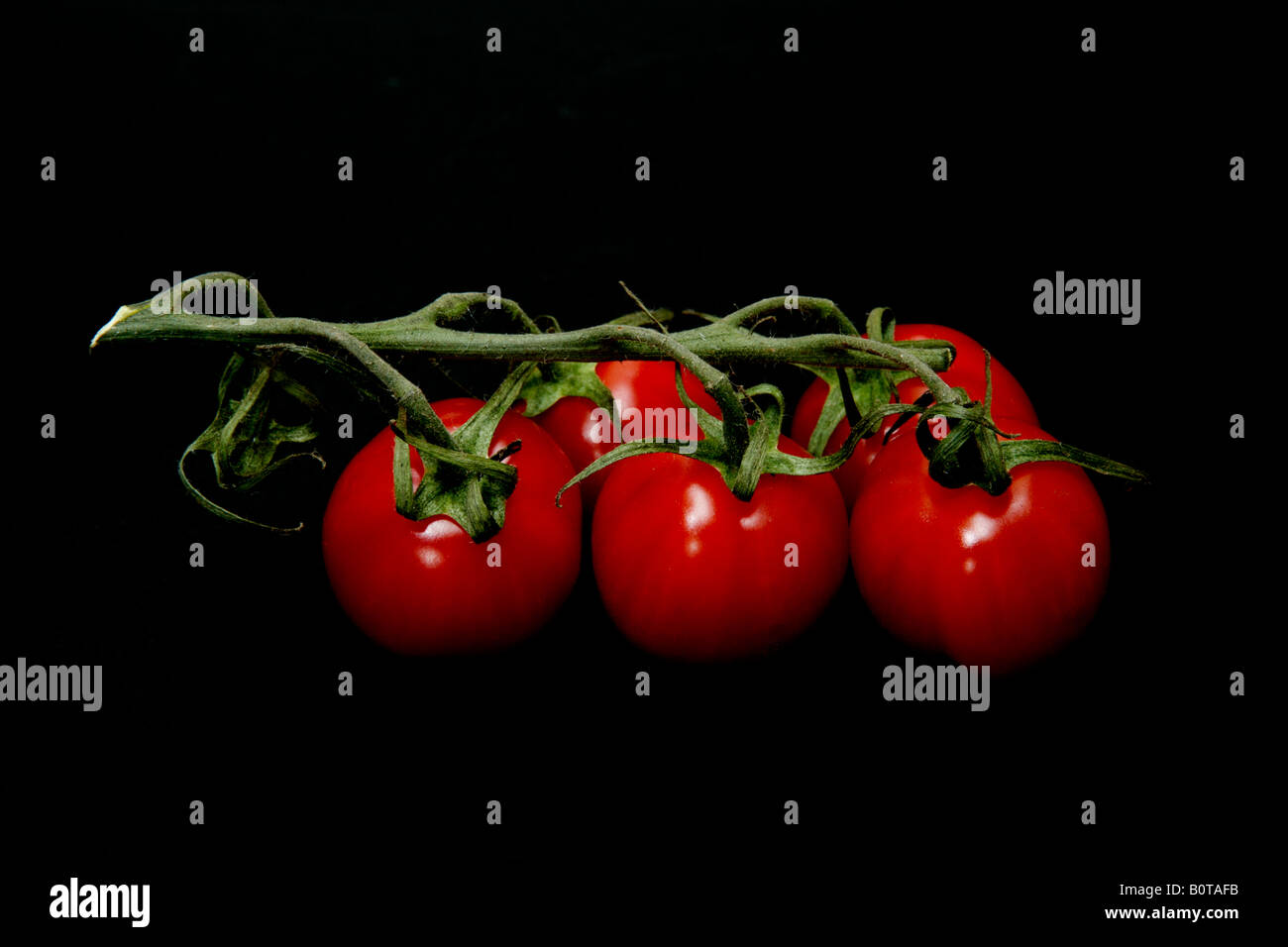Tomatoes on the vine Stock Photo - Alamy