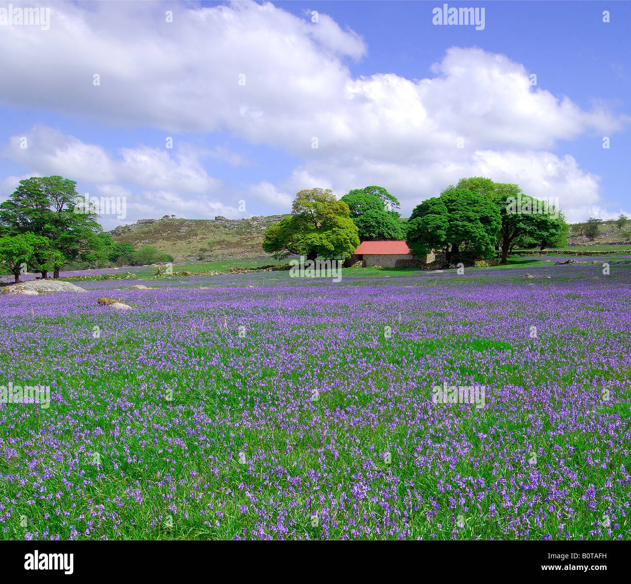 A large field full of wild bluebells with a red barn amongst a copse of ...
