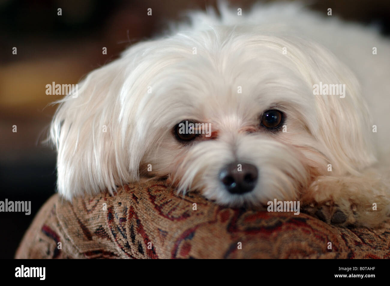 Portrait, the face of a Maltese (dog Stock Photo - Alamy