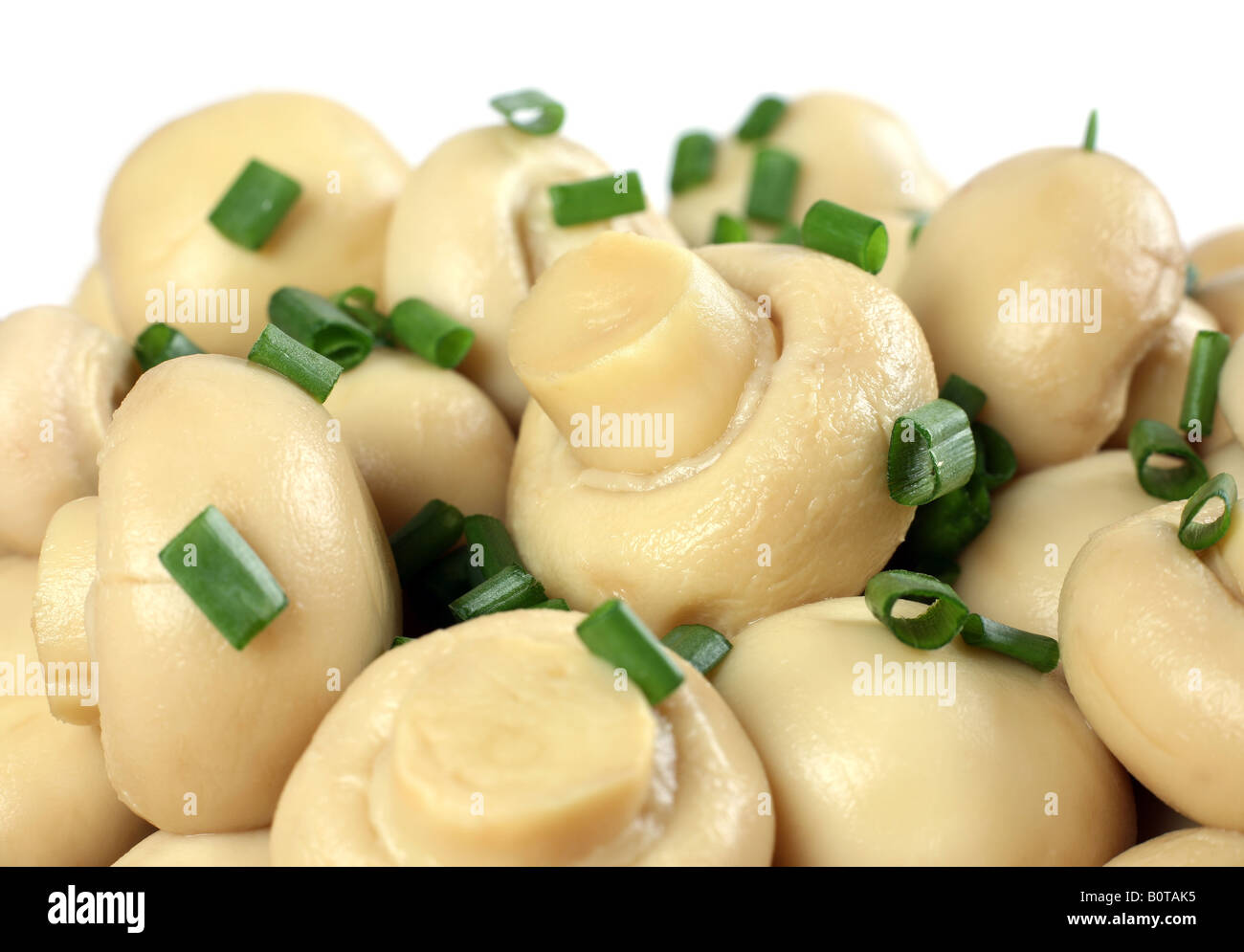 Mushroom champignon group isolated on white background Stock Photo - Alamy