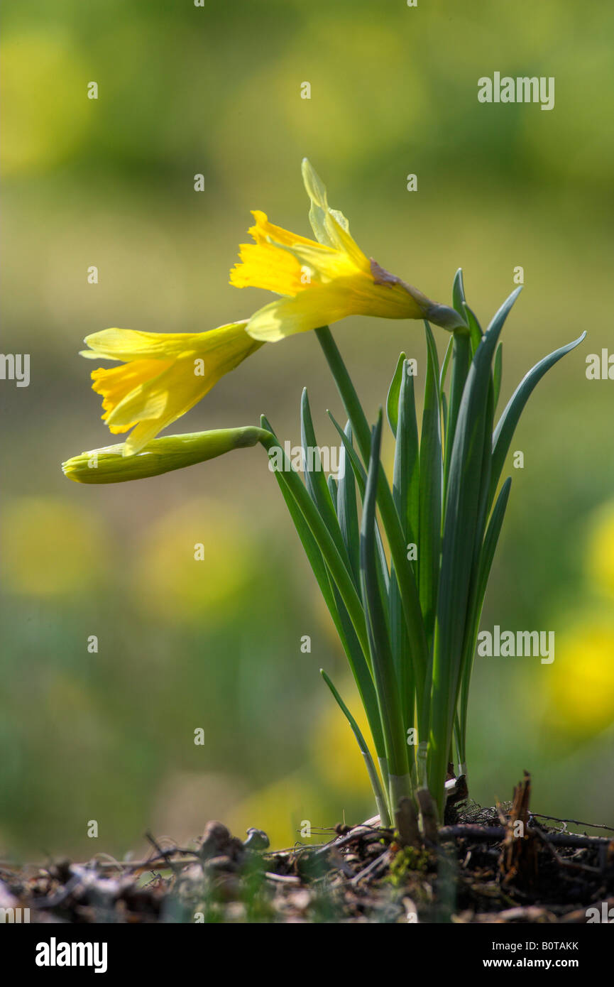 WILD DAFFODILS Narcissus pseudonarcissus Native veriety on edge of ...