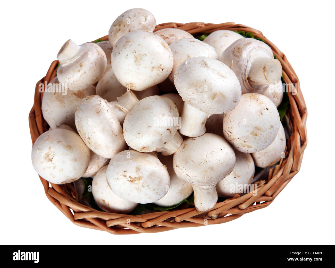 Mushroom champignon group isolated on white background Stock Photo - Alamy