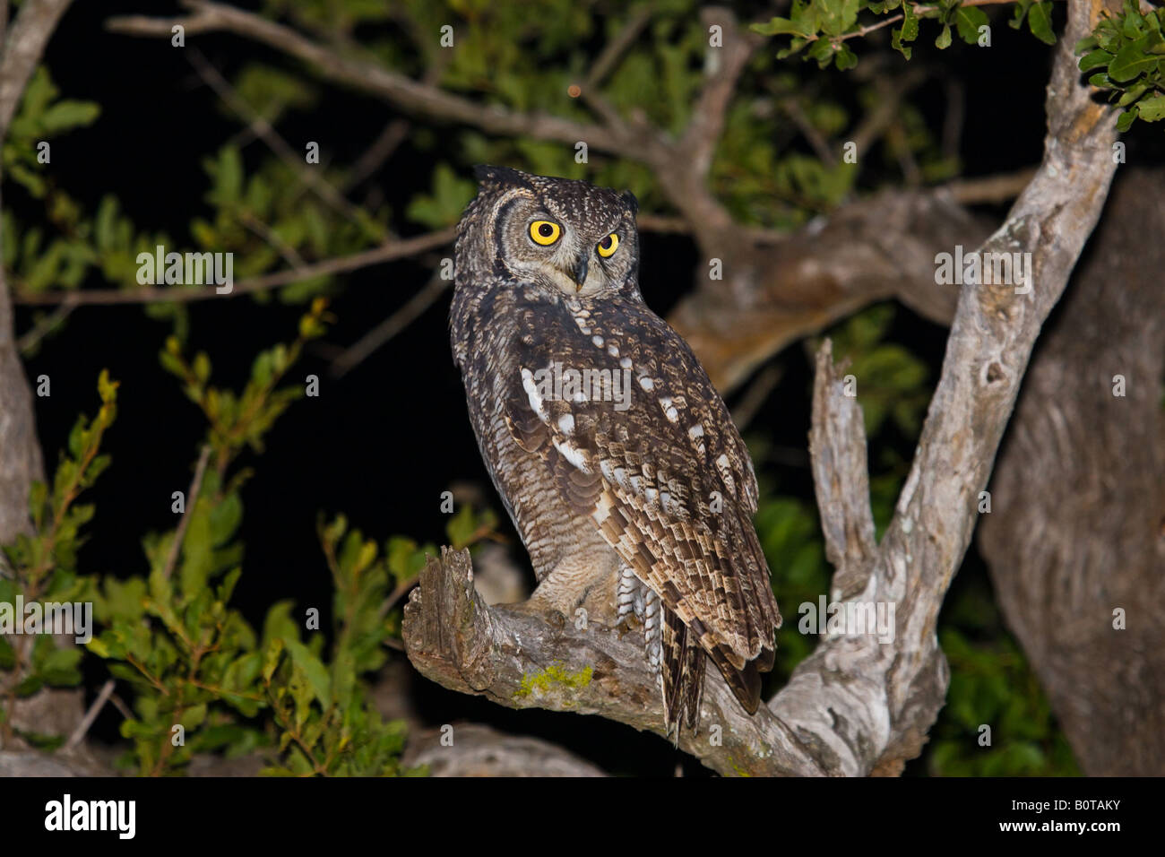 Spotted Eagle Owl - Bubo africanus Kruger NP, South Africa Stock Photo ...