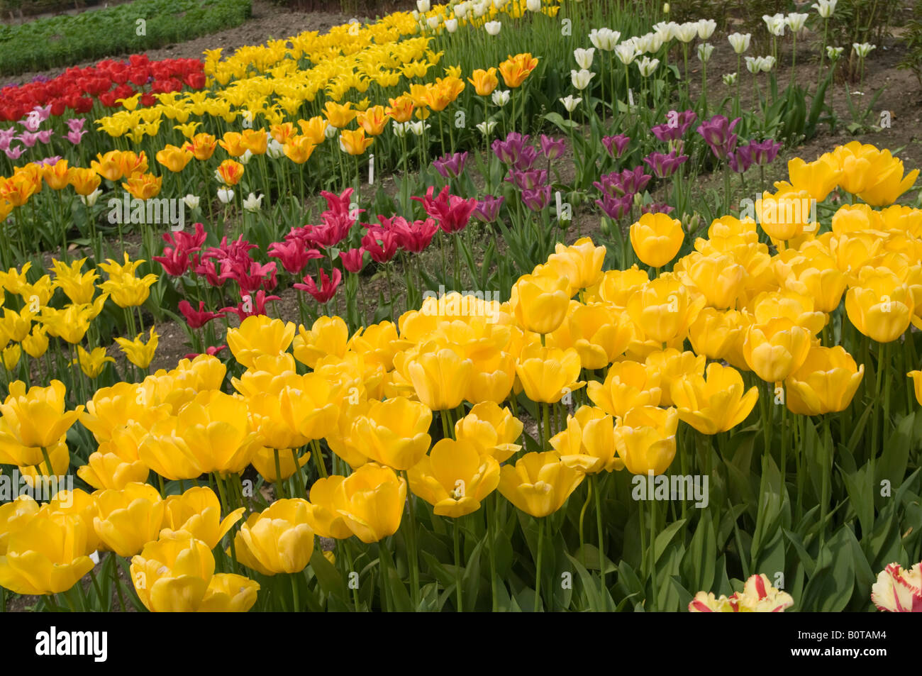 Colourful Tulips in country garden England UK Stock Photo - Alamy